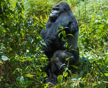 Silverback Gorillas - Facts, Weight, Strength, Lifespan & Habitat