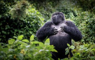 Silverback Gorillas - Facts, Weight, Strength, Lifespan & Habitat