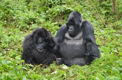 Silverback Gorillas - Facts, Weight, Strength, Lifespan & Habitat