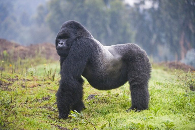 Silverback Gorillas - Facts, Weight, Strength, Lifespan & Habitat